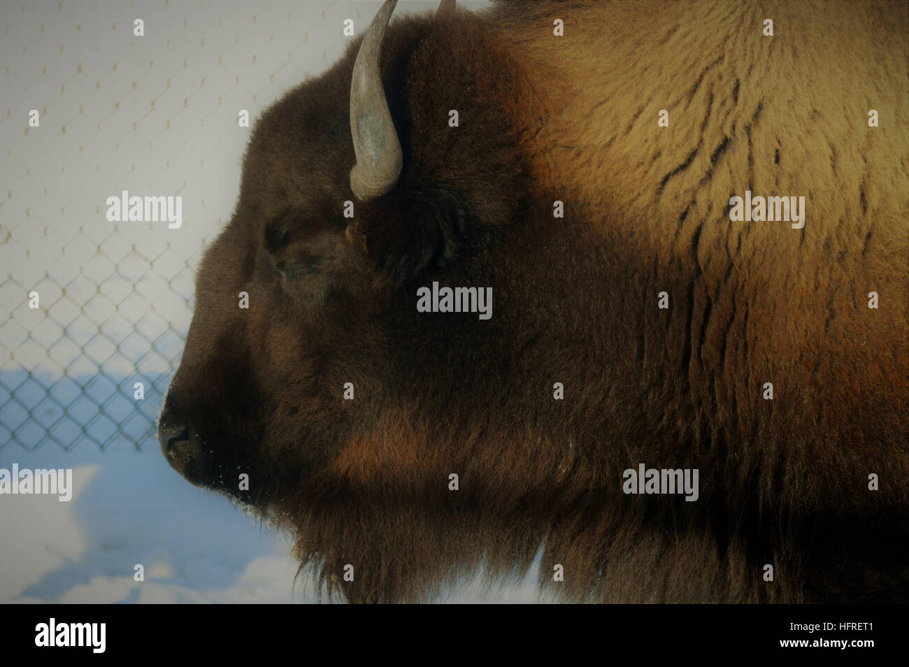 Bison face of snow hi-res stock photography and images - Alamy