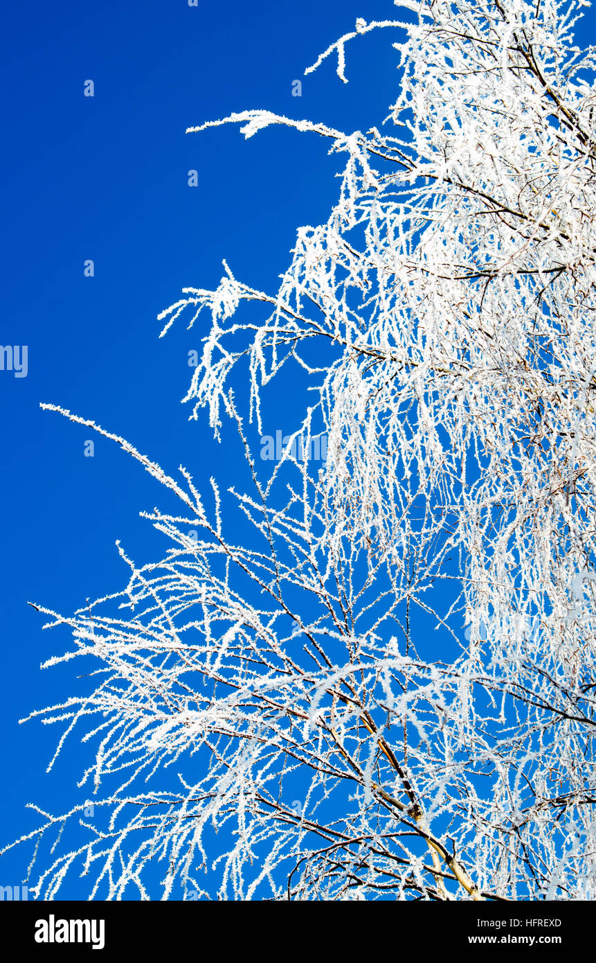 The branches of the tree during the winter covered with hoarfrost against the blue sky Stock ...