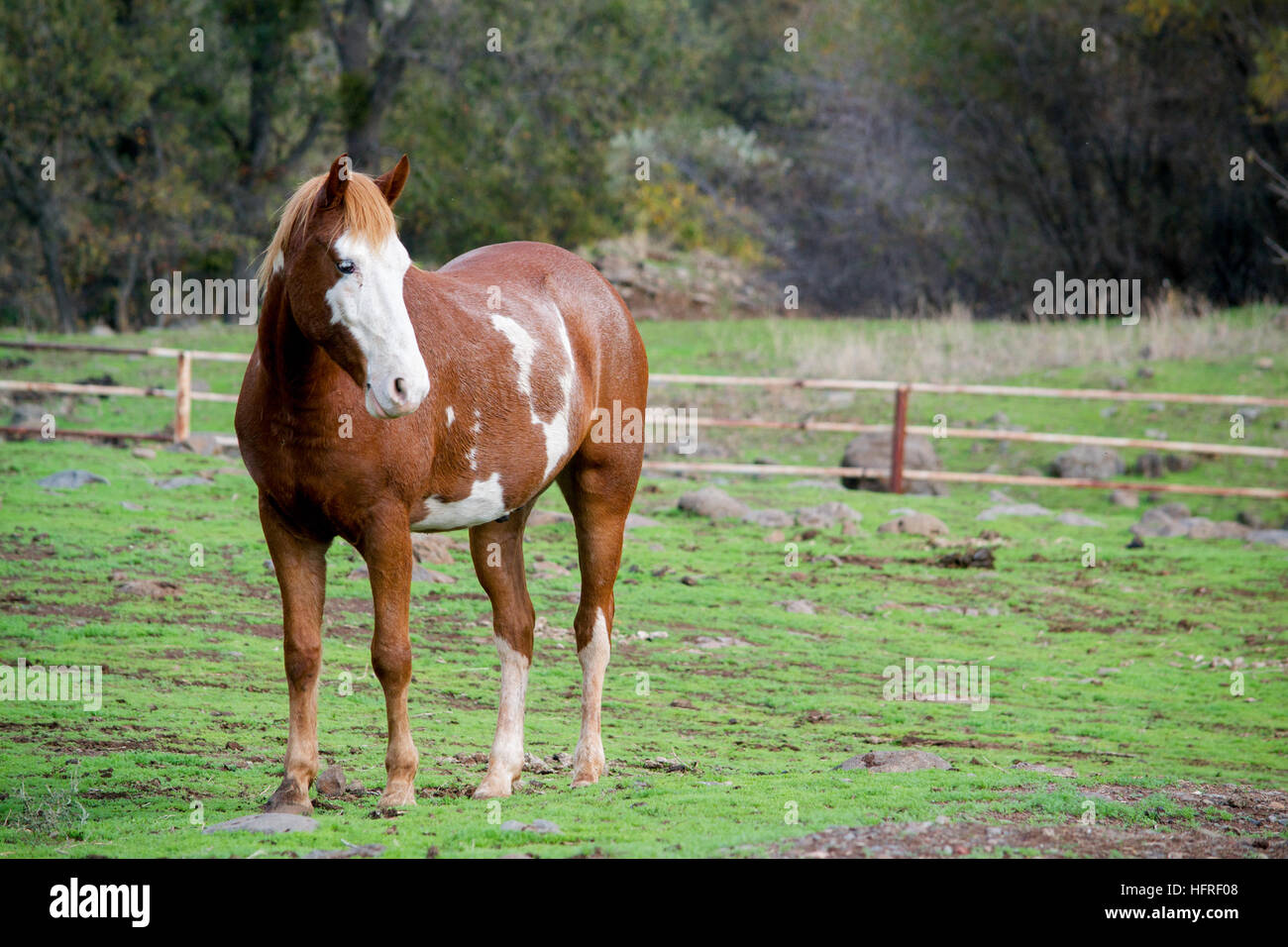 Cheval Pinto Américain