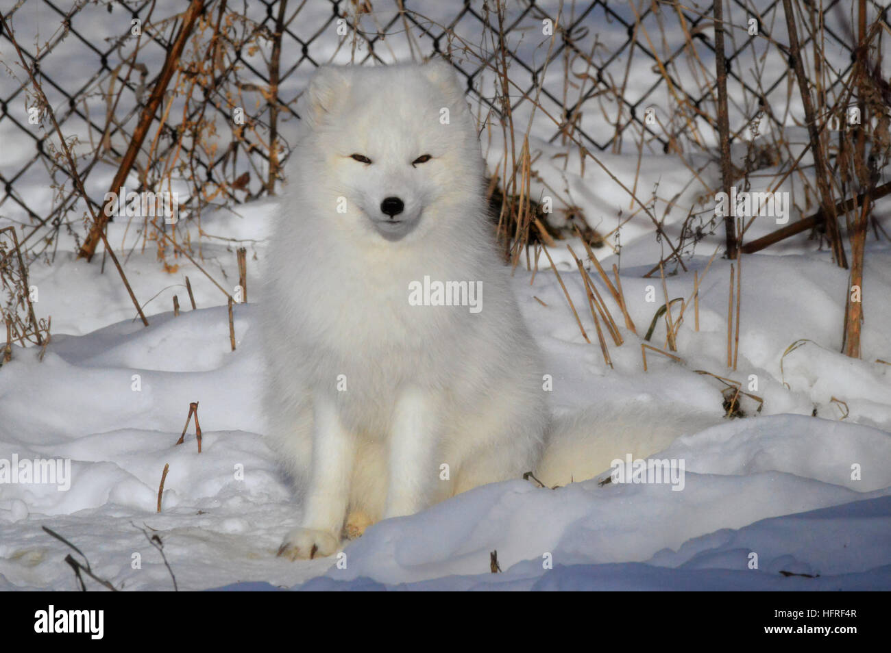 Arctic fox sitting snow hi-res stock photography and images - Alamy