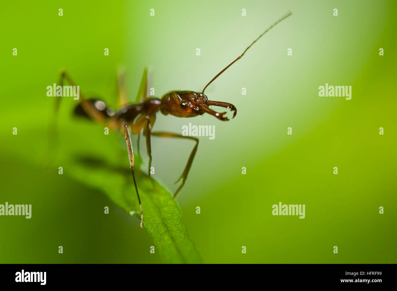 A trap-jaw ant (Odontomachus sp Stock Photo - Alamy
