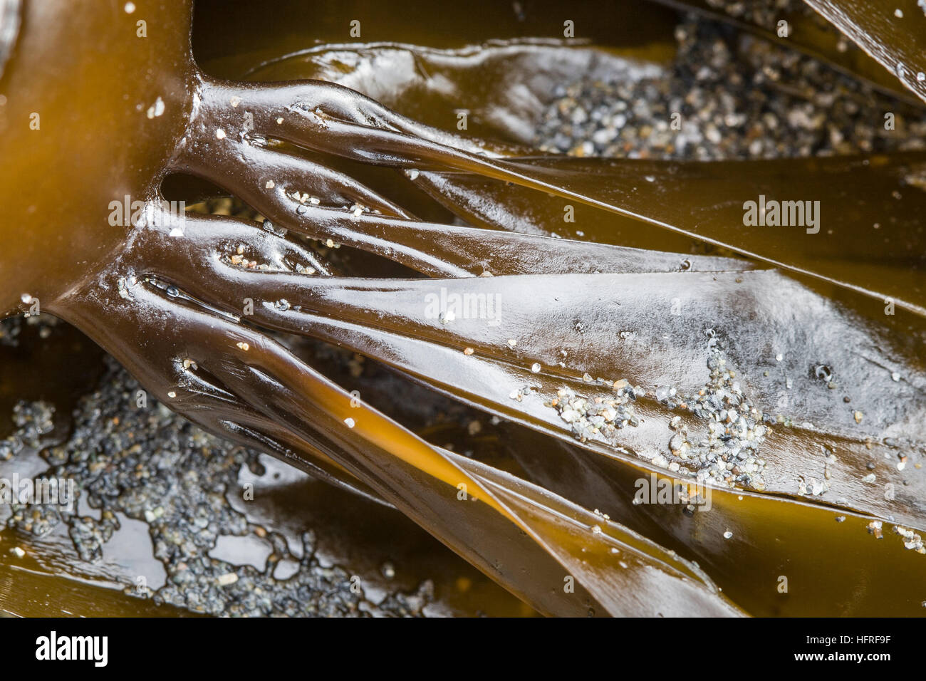 Close-up of seaweed Stock Photo - Alamy