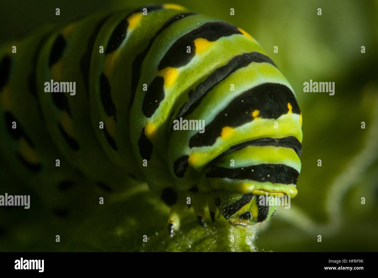 An Oregon swallowtail caterpillar Stock Photo - Alamy