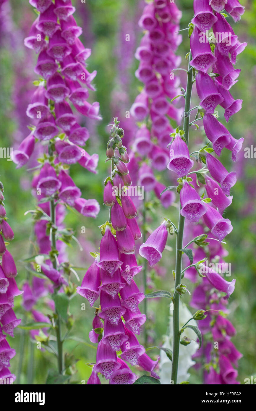 Foxglove pink flowers hi-res stock photography and images - Alamy