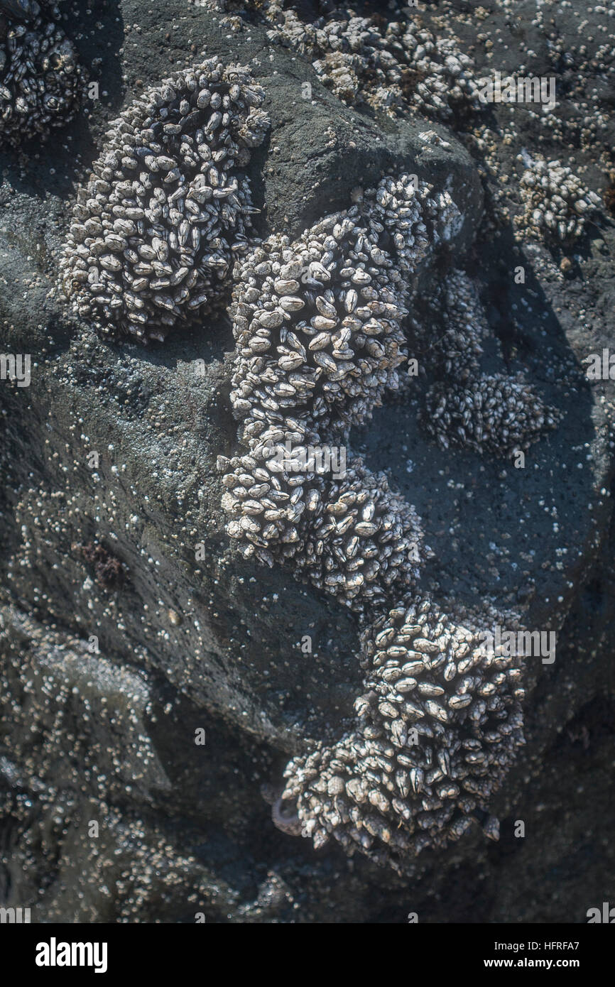 Neck barnacle hi-res stock photography and images - Alamy