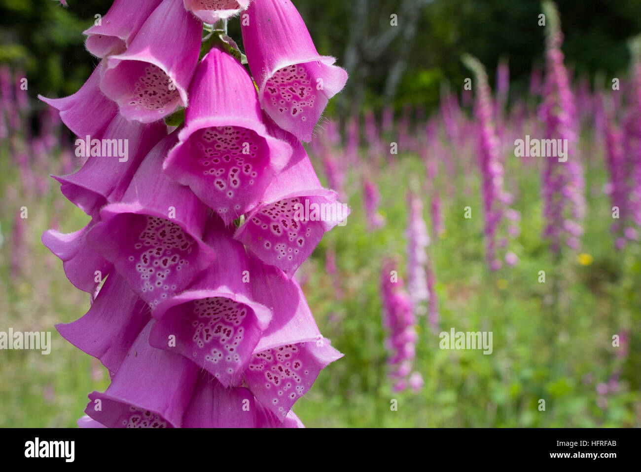 Close up foxglove flowers hi-res stock photography and images - Alamy