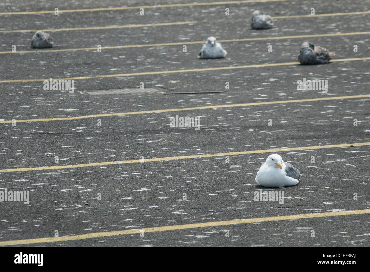 Droppings High Resolution Stock Photography and Images - Alamy