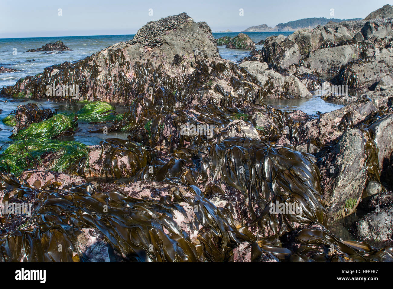 Rocky Intertidal Stock Photos & Rocky Intertidal Stock Images - Alamy