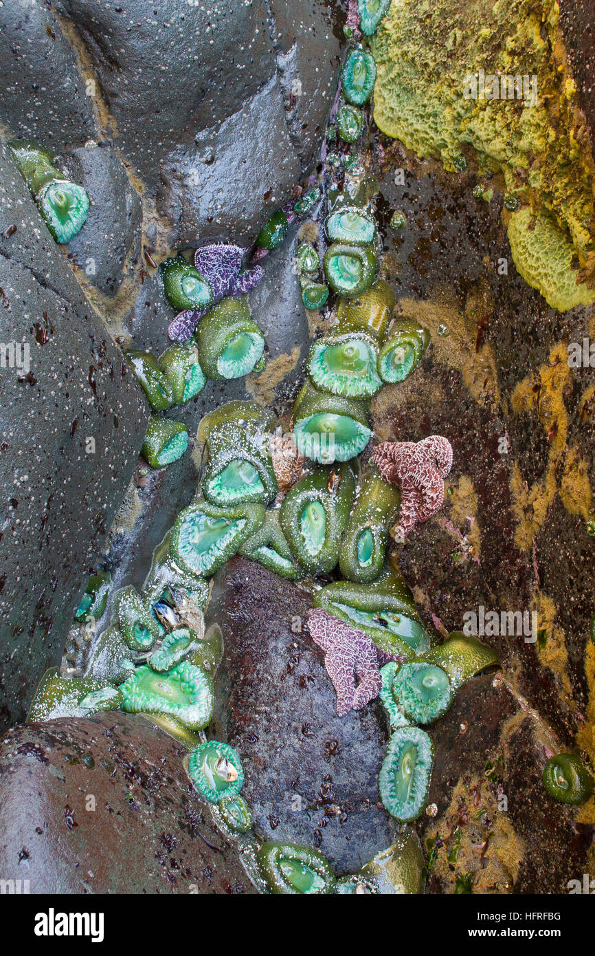 Sea star anemones hi-res stock photography and images - Alamy