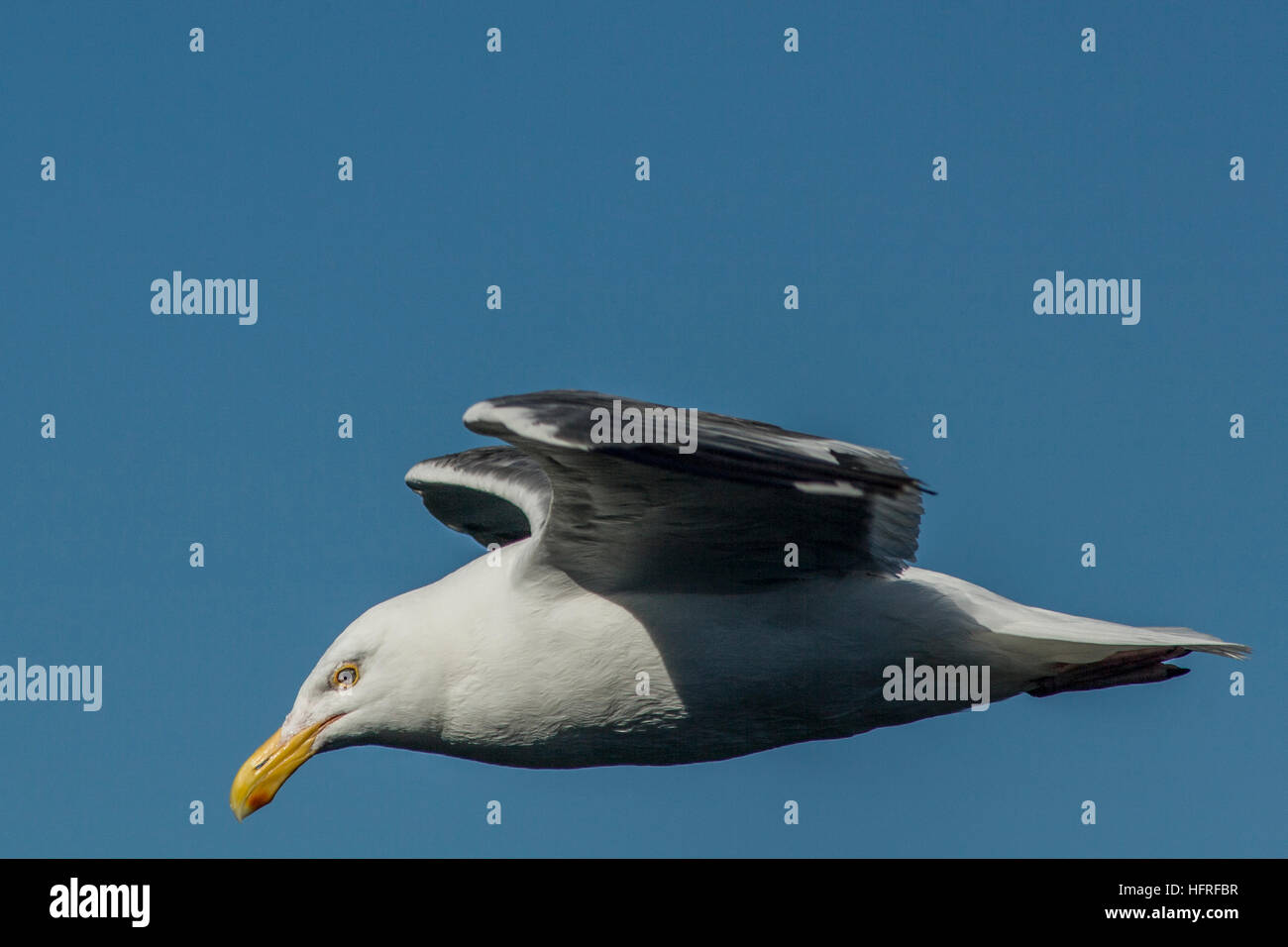 Side view of seagull hi-res stock photography and images - Alamy