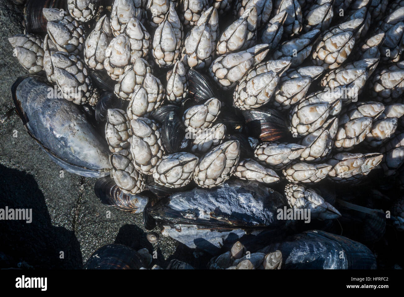 Goose neck barnacles (Pollicipes polymerus Stock Photo - Alamy
