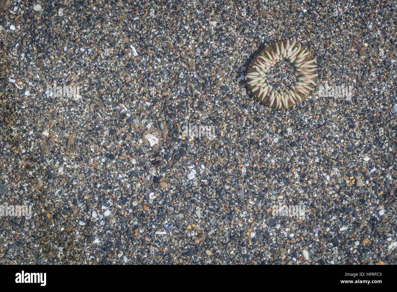 Sea anemone in a patch of sand Stock Photo - Alamy