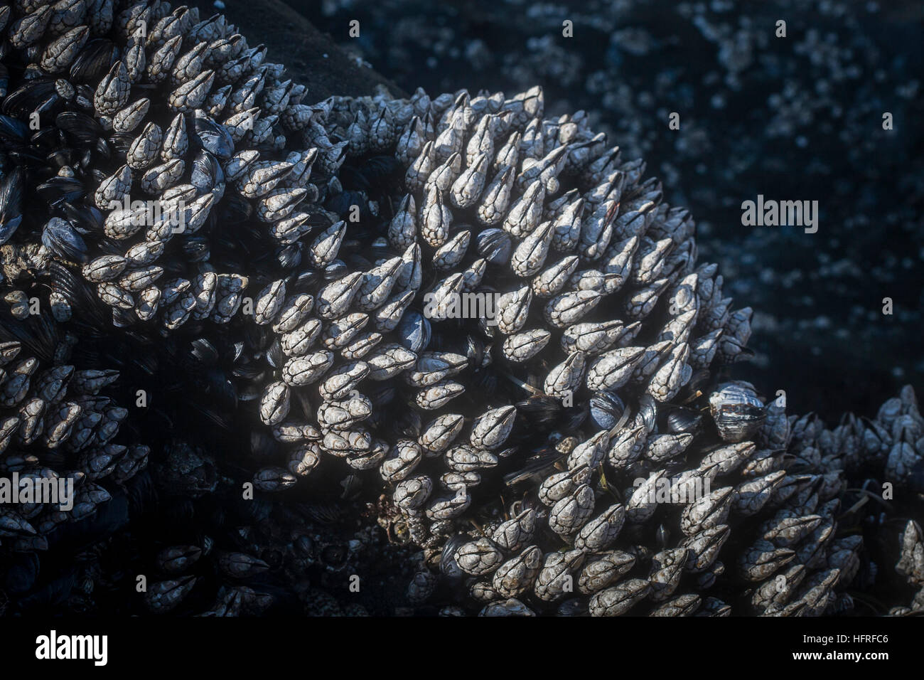 Goose neck barnacles (Pollicipes polymerus Stock Photo - Alamy