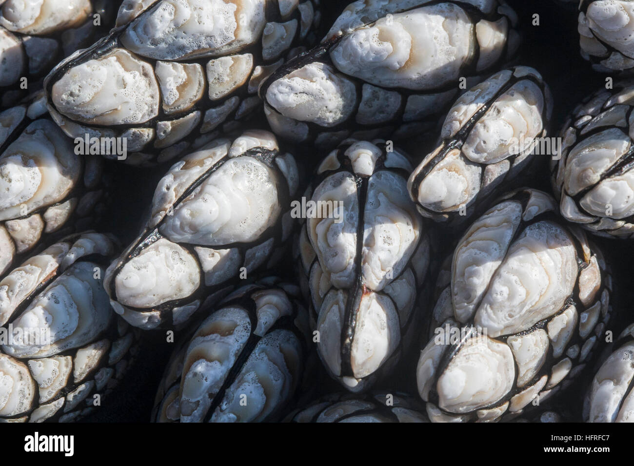 Close-up of goose neck barnacles (Pollicipes polymerus Stock Photo - Alamy