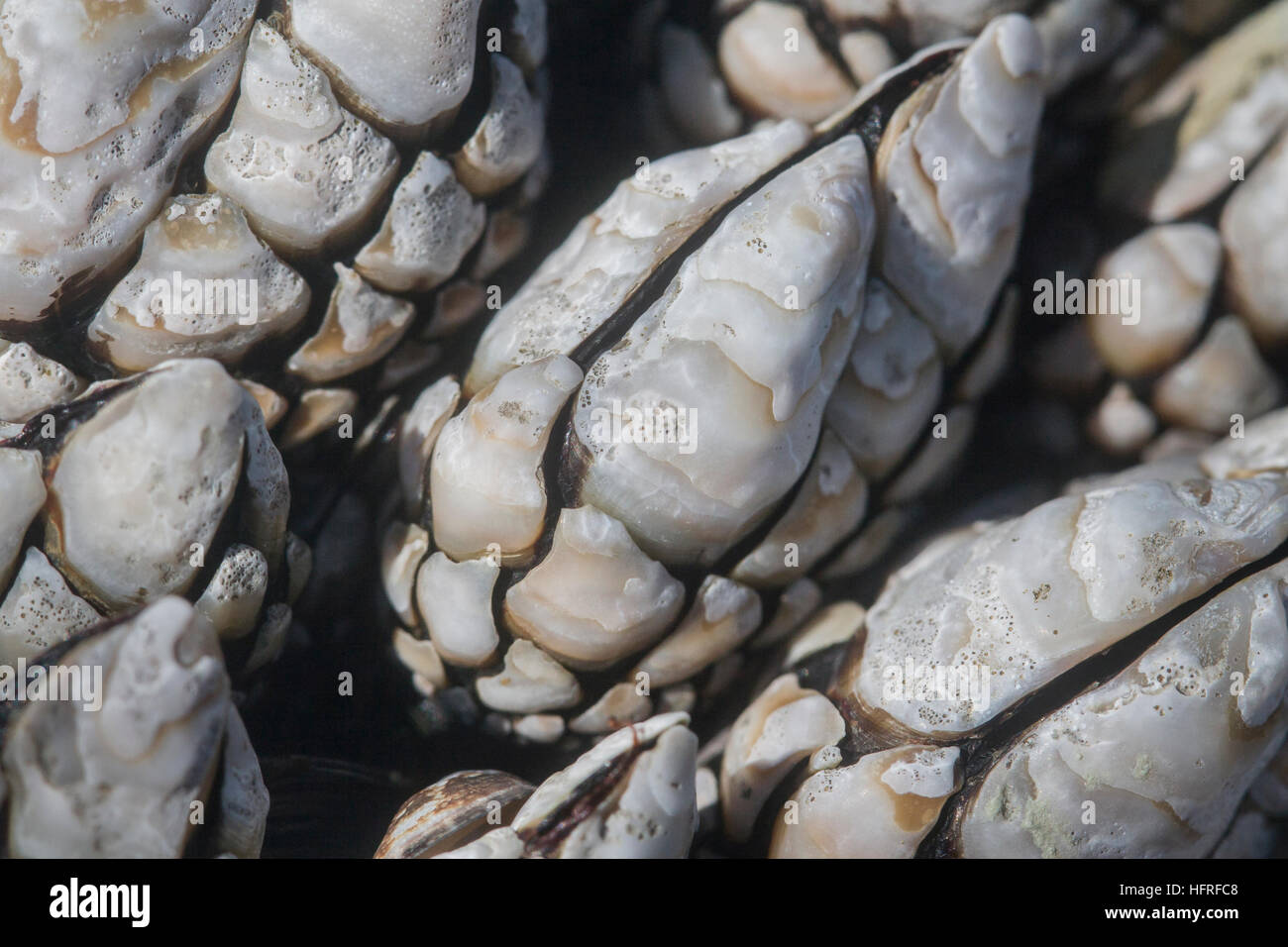 Barnacles hi-res stock photography and images - Alamy