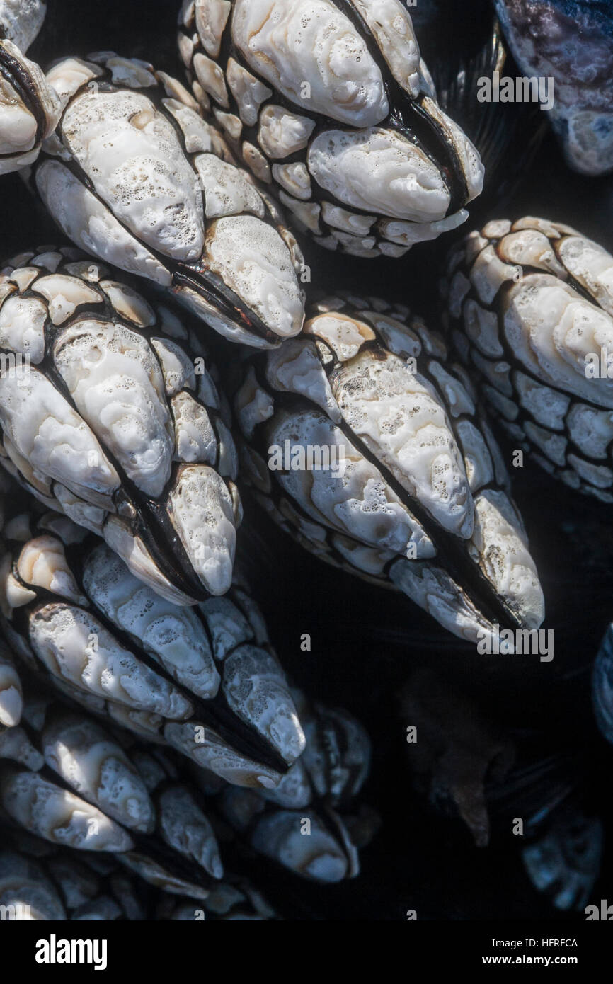 Close-up of goose neck barnacles (Pollicipes polymerus Stock Photo - Alamy