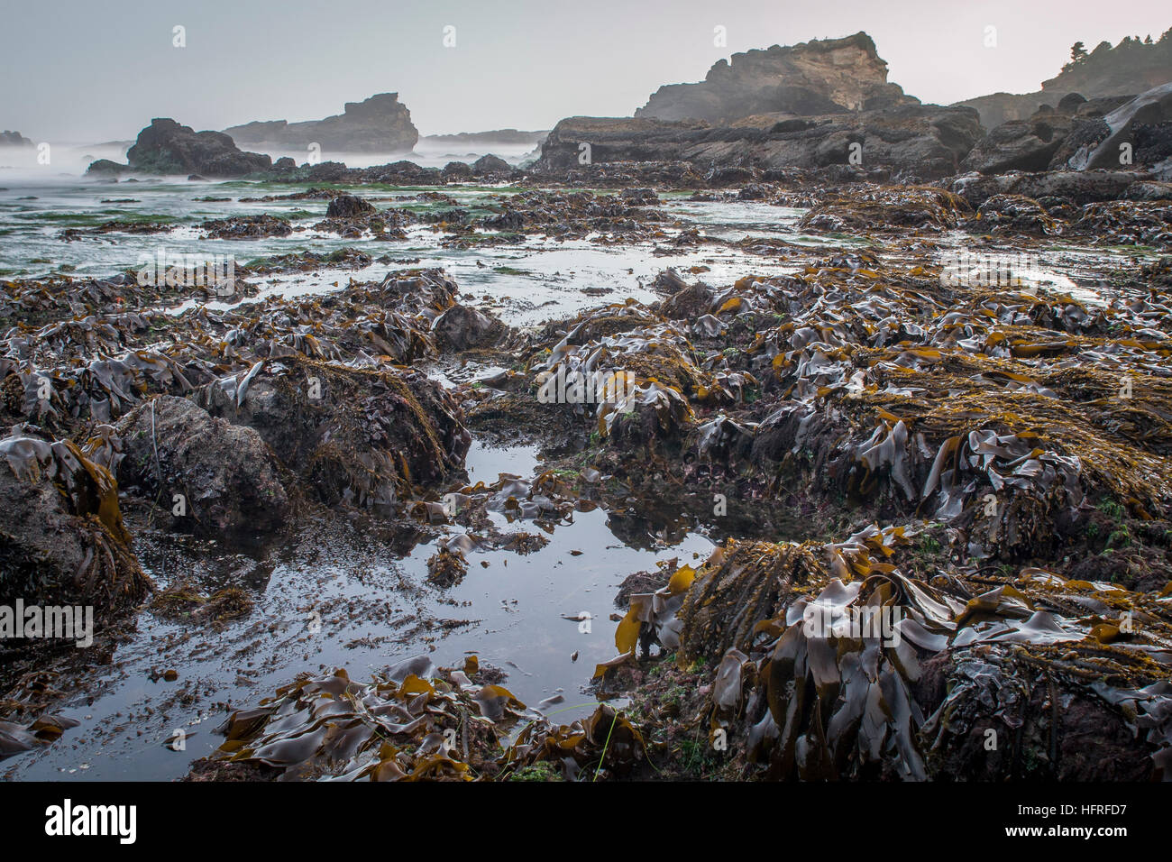 Intertidal zone seaweed hi-res stock photography and images - Alamy