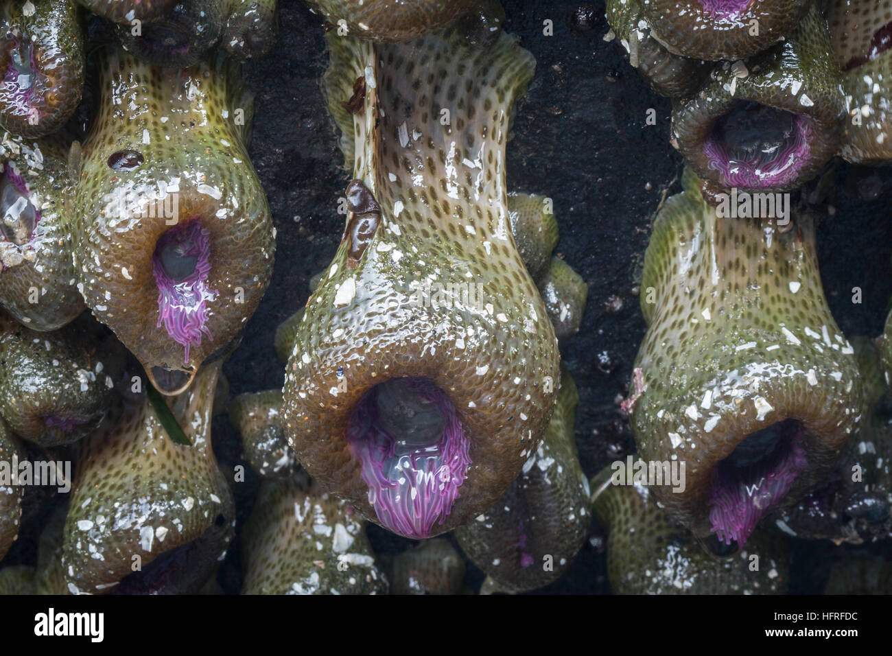 Sea anemones hanging off a rock at low tide Stock Photo - Alamy