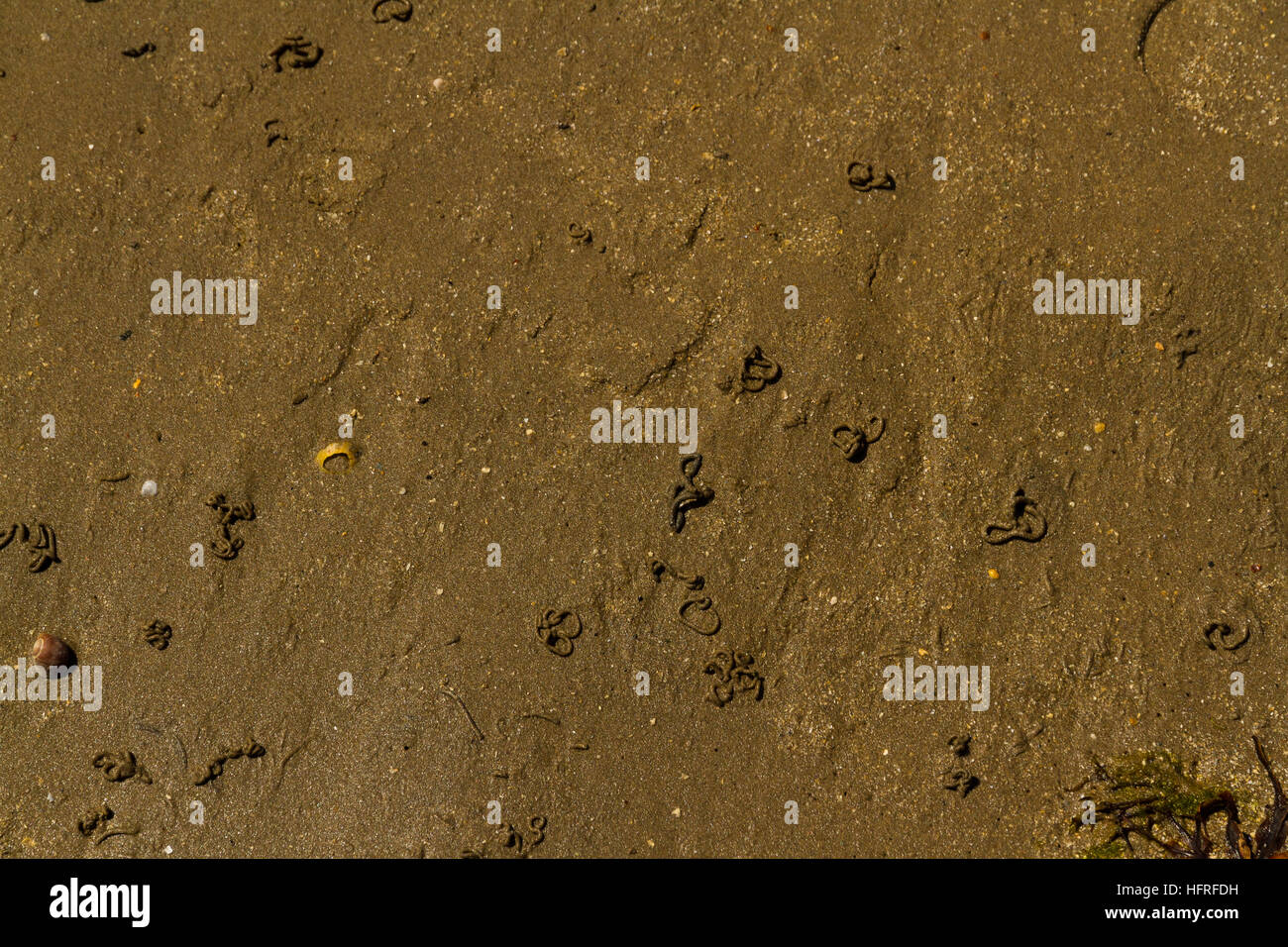 Worm casts of lugworm or Arenicola marina coiled on a beach Stock Photo ...