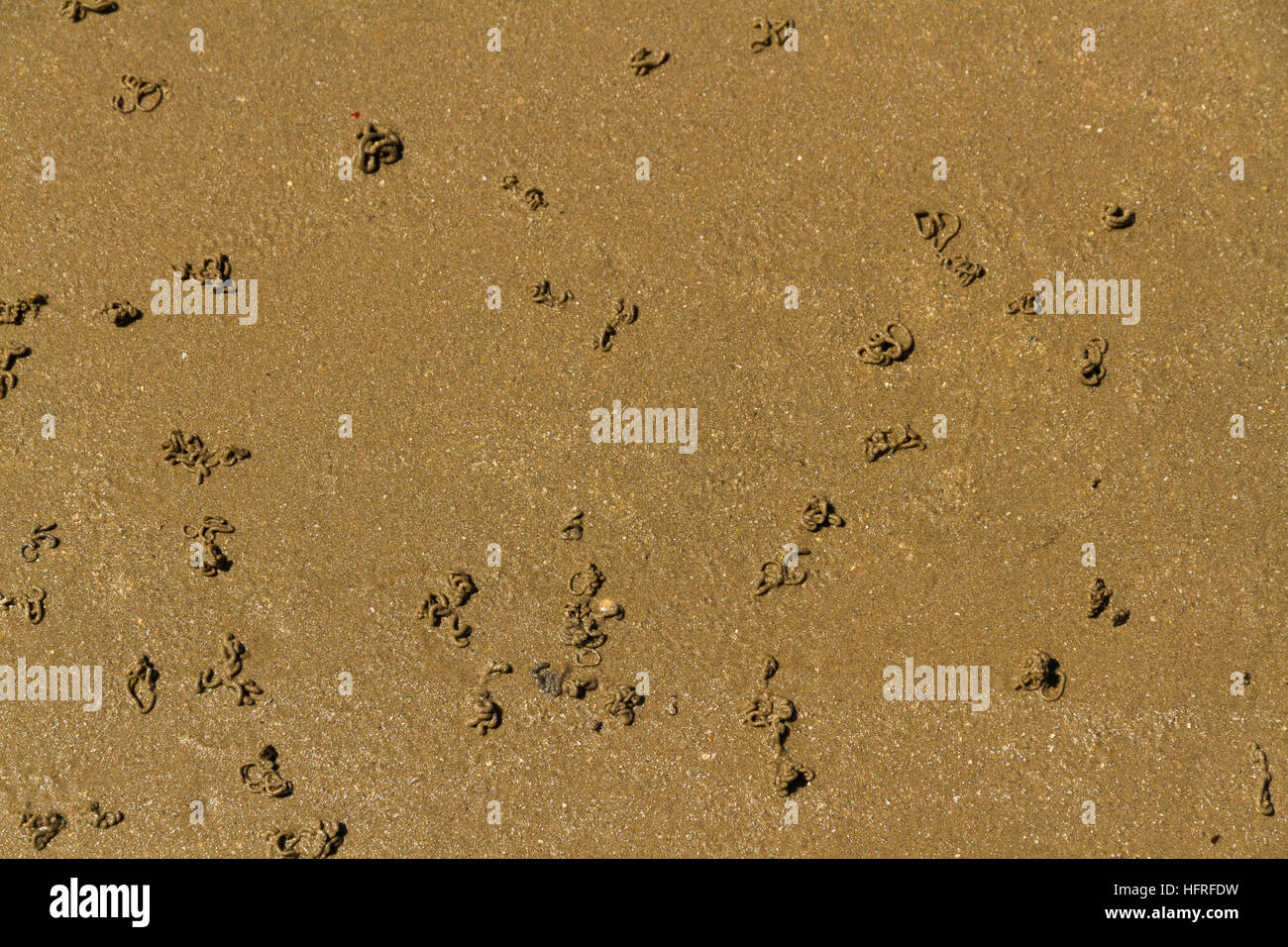 Worm casts of lugworm or Arenicola marina coiled on a beach Stock Photo ...