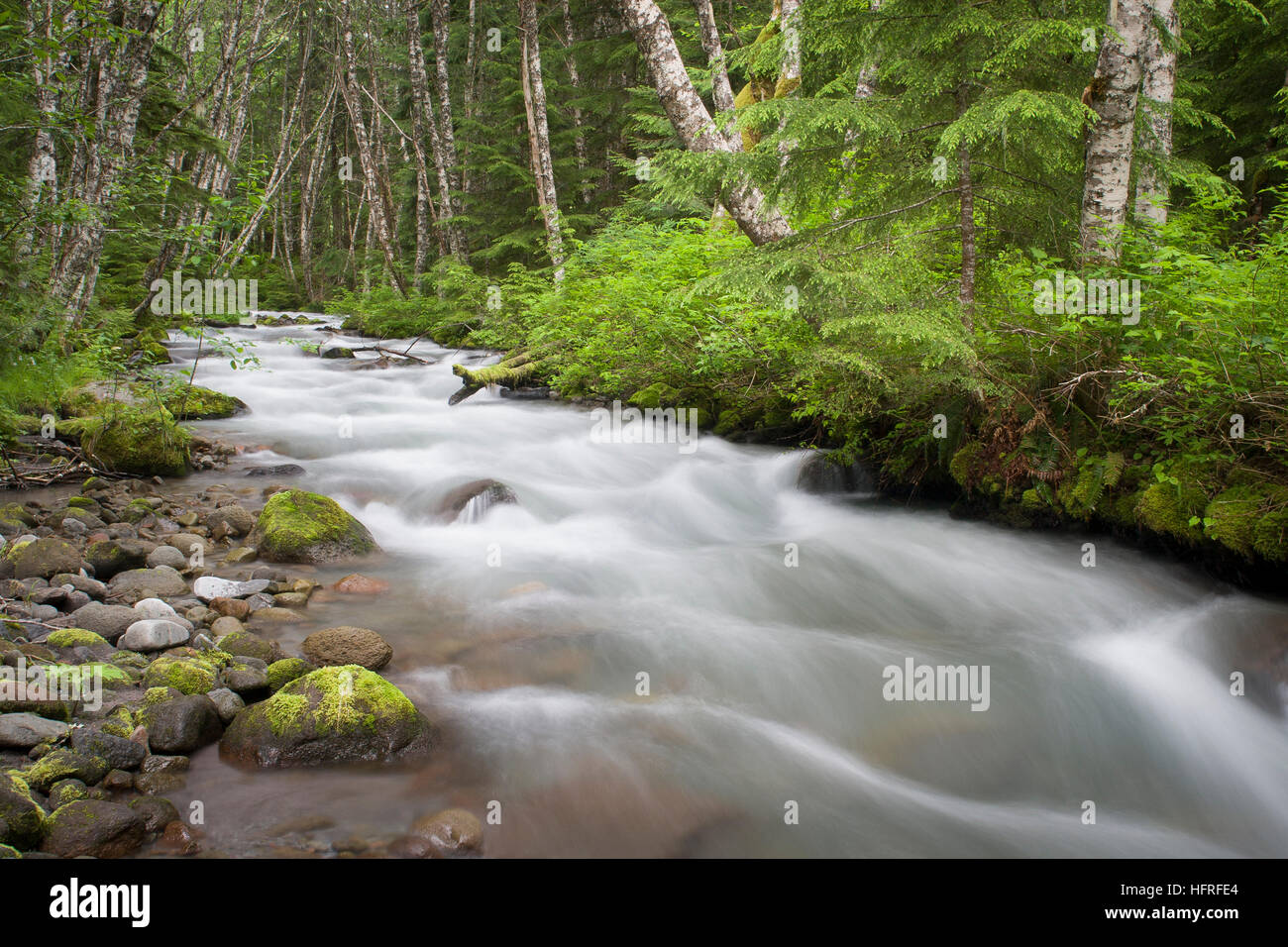 Rushing stream, Mount Hood National Forest, Oregon, USA Stock Photo - Alamy