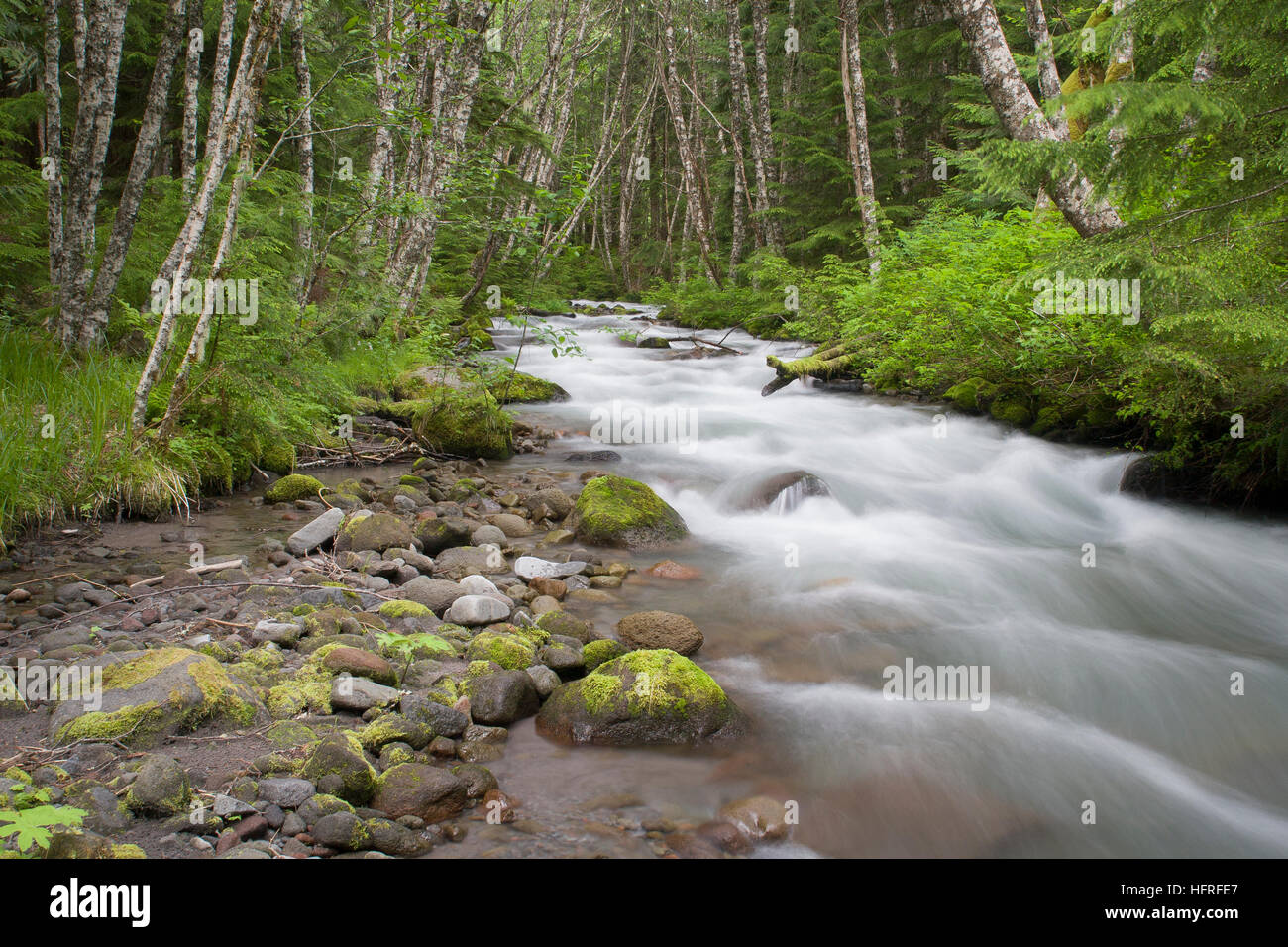 Rushing stream, Mount Hood National Forest, Oregon, USA Stock Photo - Alamy