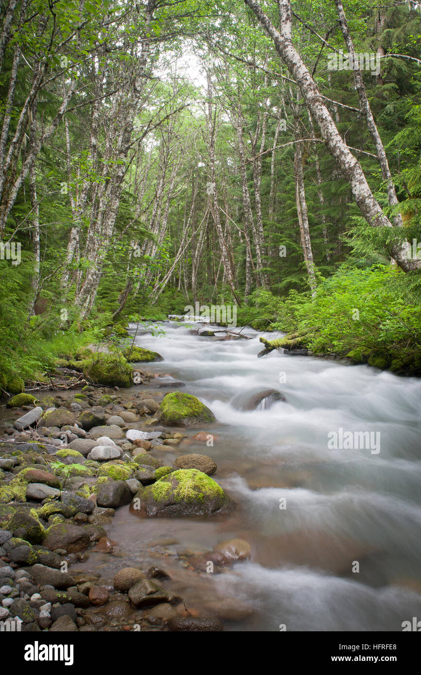 Rushing stream, Mount Hood National Forest, Oregon, USA Stock Photo - Alamy