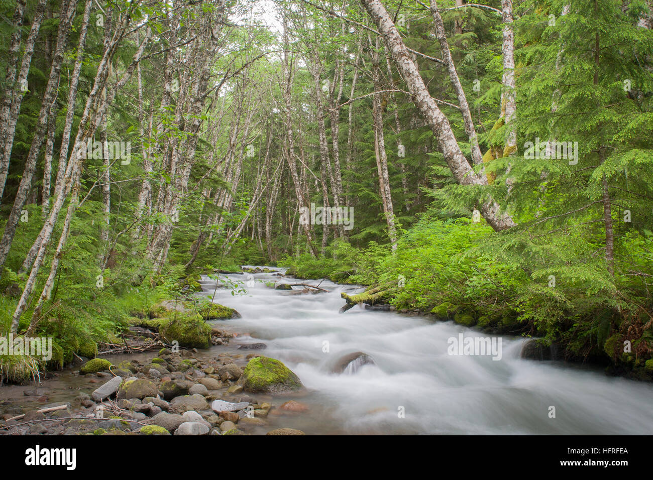 Rushing stream, Mount Hood National Forest, Oregon, USA Stock Photo - Alamy