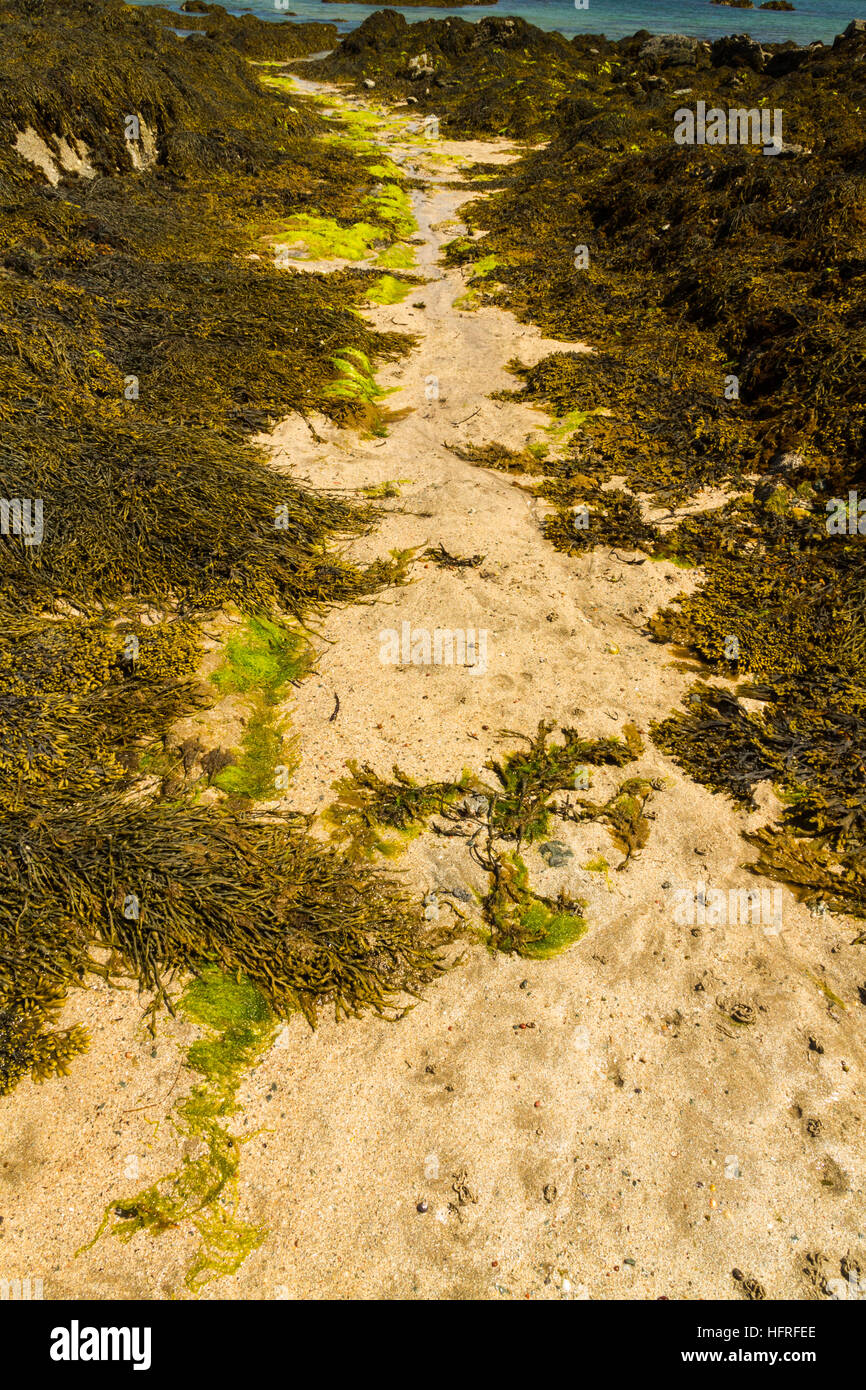 Path of sand between seaweed covered rocks on beach Stock Photo - Alamy