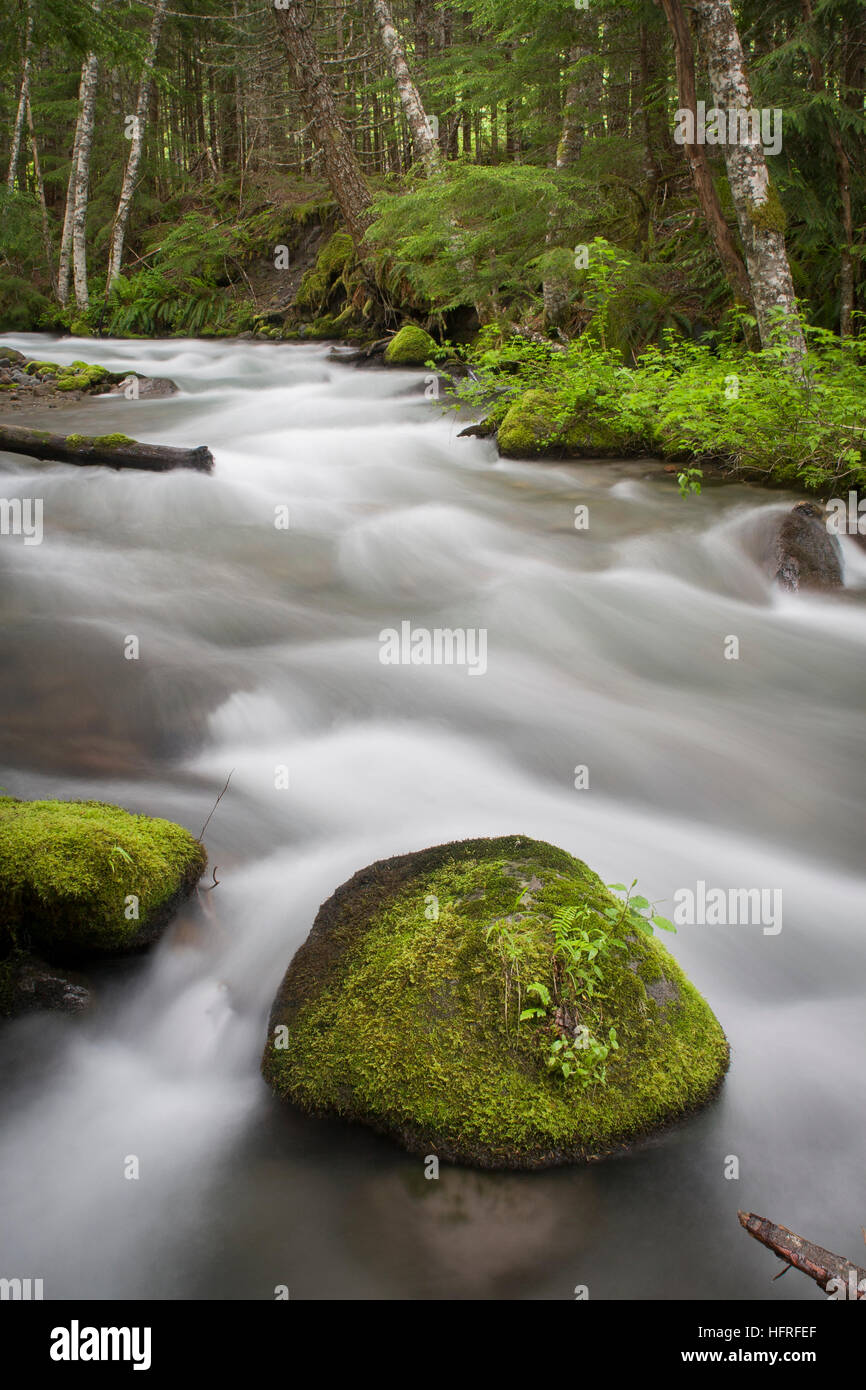 Rushing stream, Mount Hood National Forest, Oregon, USA Stock Photo - Alamy