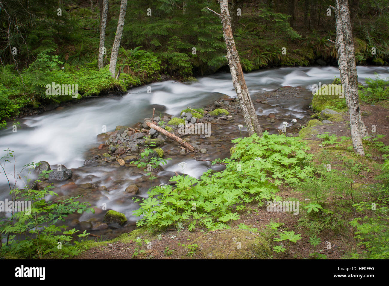Rushing stream, Mount Hood National Forest, Oregon, USA Stock Photo - Alamy