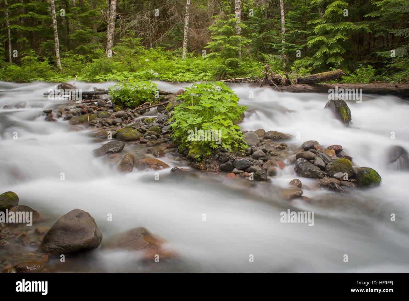 Rushing stream, Mount Hood National Forest, Oregon, USA Stock Photo - Alamy