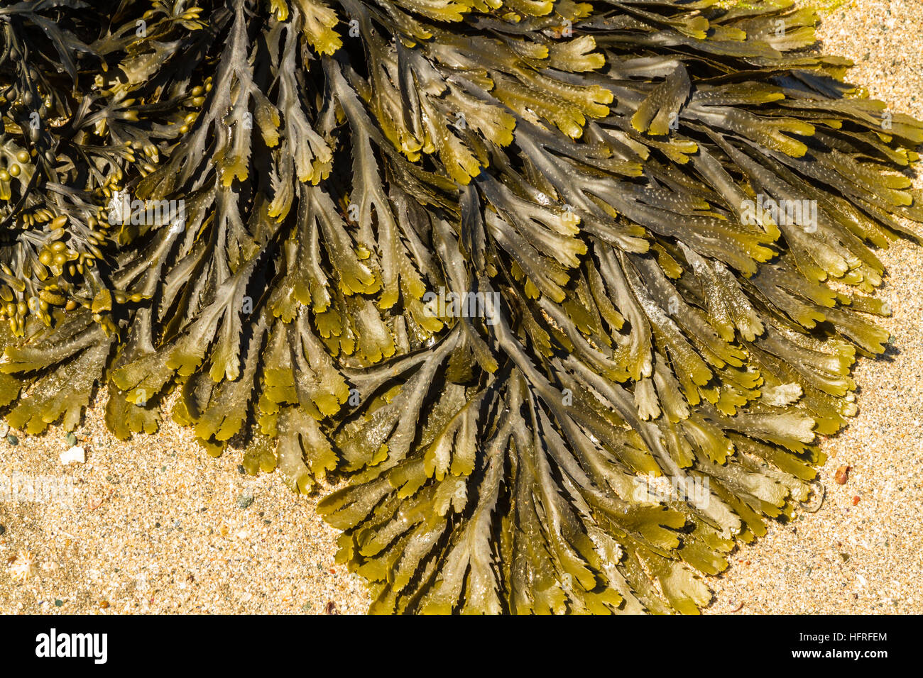 Knotted wrack algae hi-res stock photography and images - Alamy