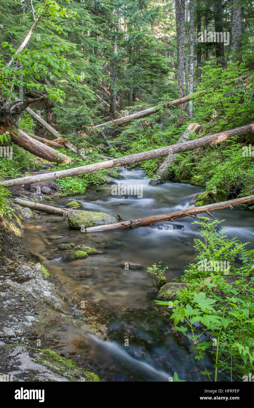 Downed logs in a creek. Oregon, USA Stock Photo - Alamy