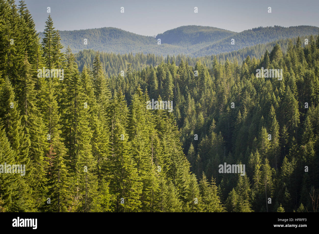 Tillamook State Forest, Oregon, USA Stock Photo - Alamy