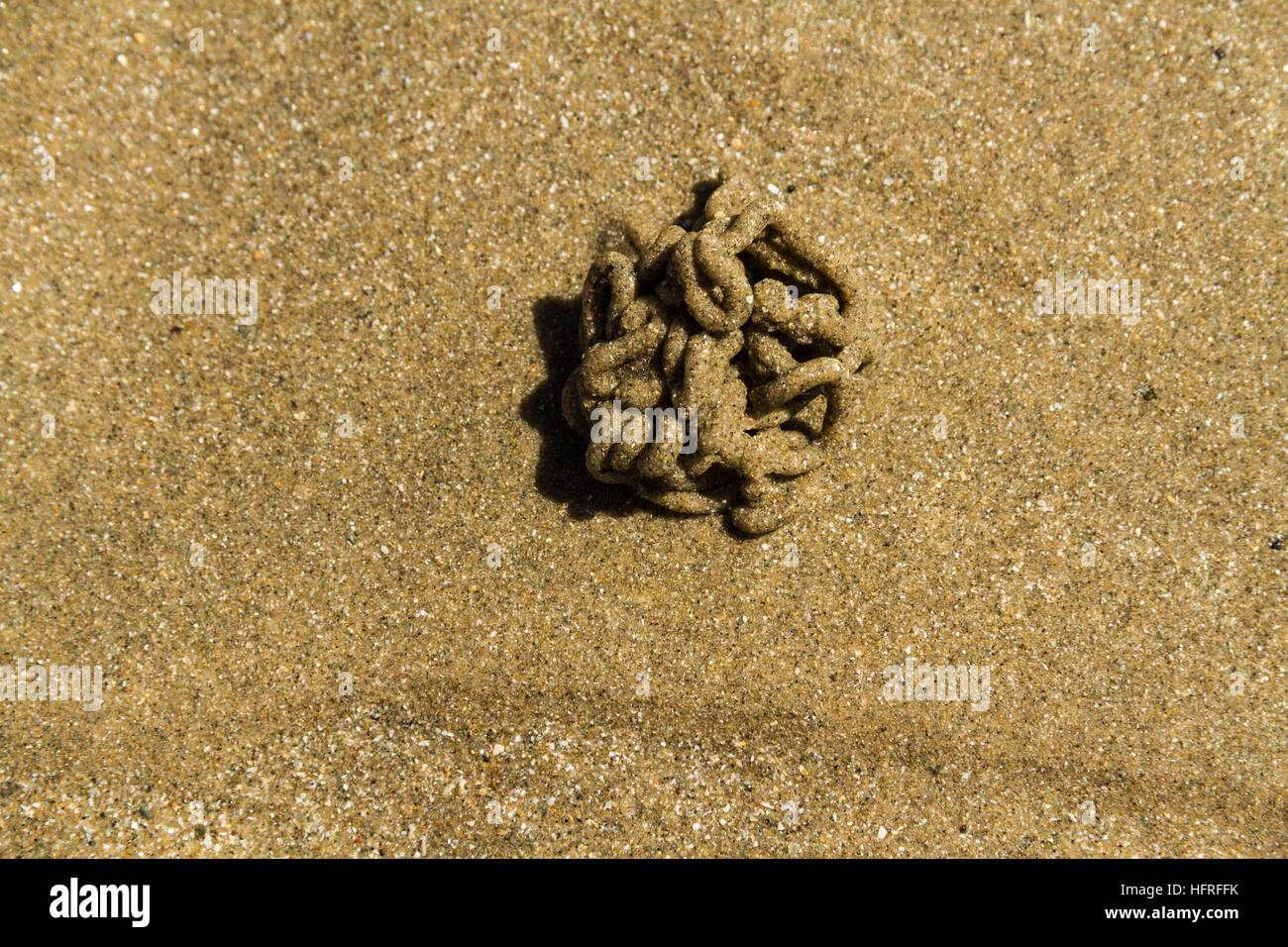 Worm casts of lugworm or Arenicola marina coiled on a beach. Close up ...