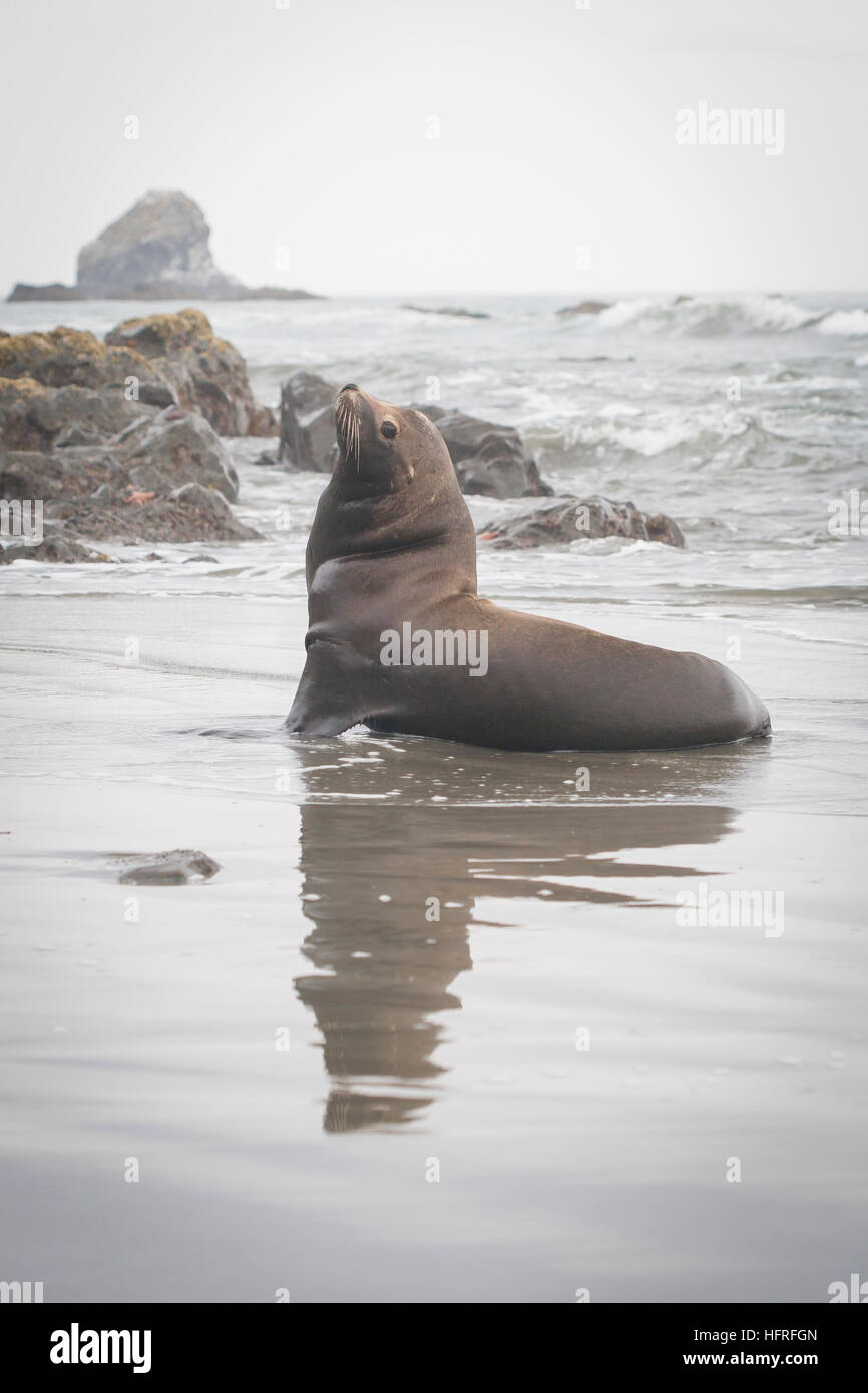 California sea lion on the beach of Redwood National Park, California ...