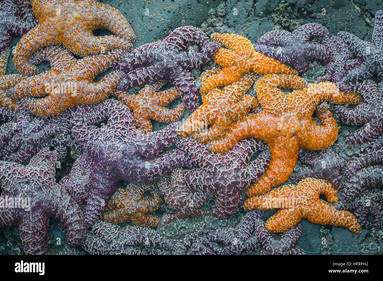 Purple Sea Star High Resolution Stock Photography and Images - Alamy