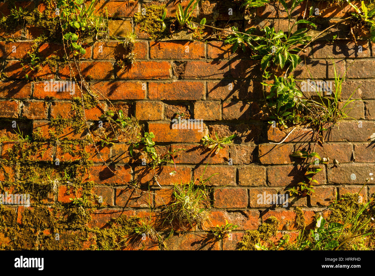 Plants and old bricks make background Stock Photo - Alamy