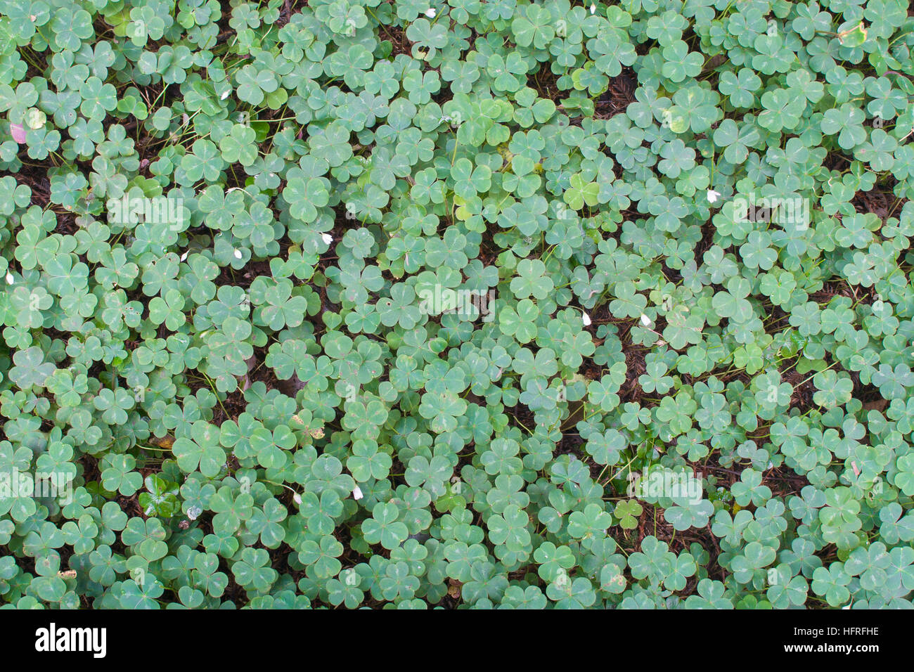 Oxalis plant plants hi-res stock photography and images - Alamy