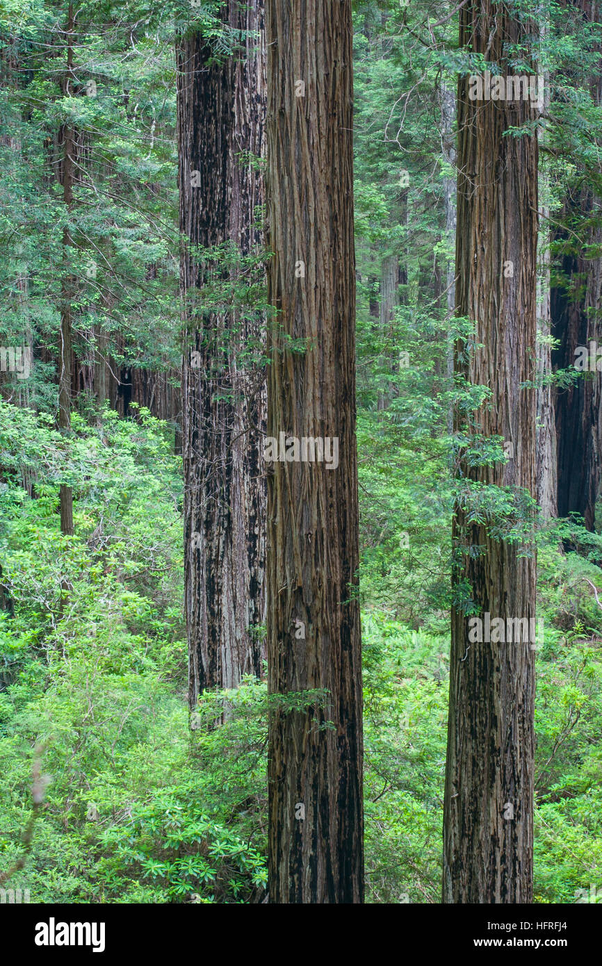 Old-growth California Redwood trees in Redwood National Park ...