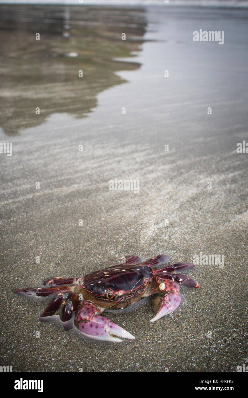 Purple shore crab (Hemigrapsus nudus) on the beach in Redwood National ...