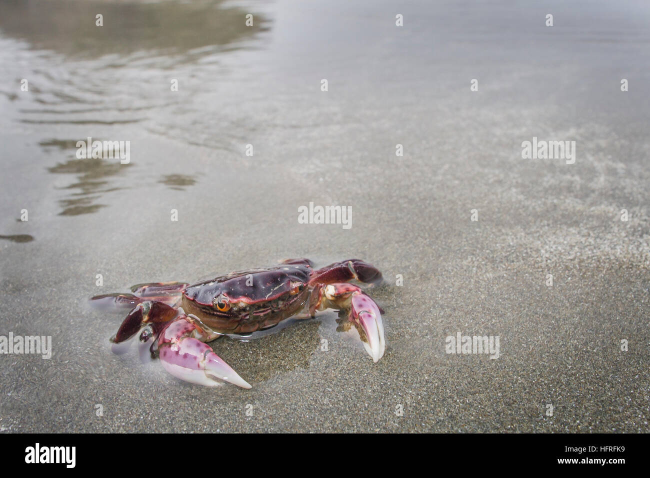 Purple shore crab (Hemigrapsus nudus) on the beach in Redwood National ...