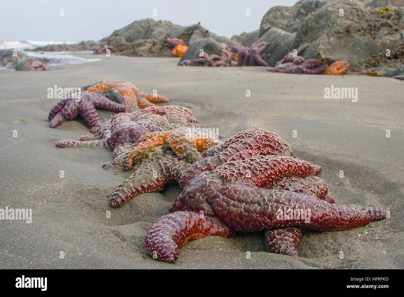 Abundant and colorful seastars on the beach in Redwood National Park ...