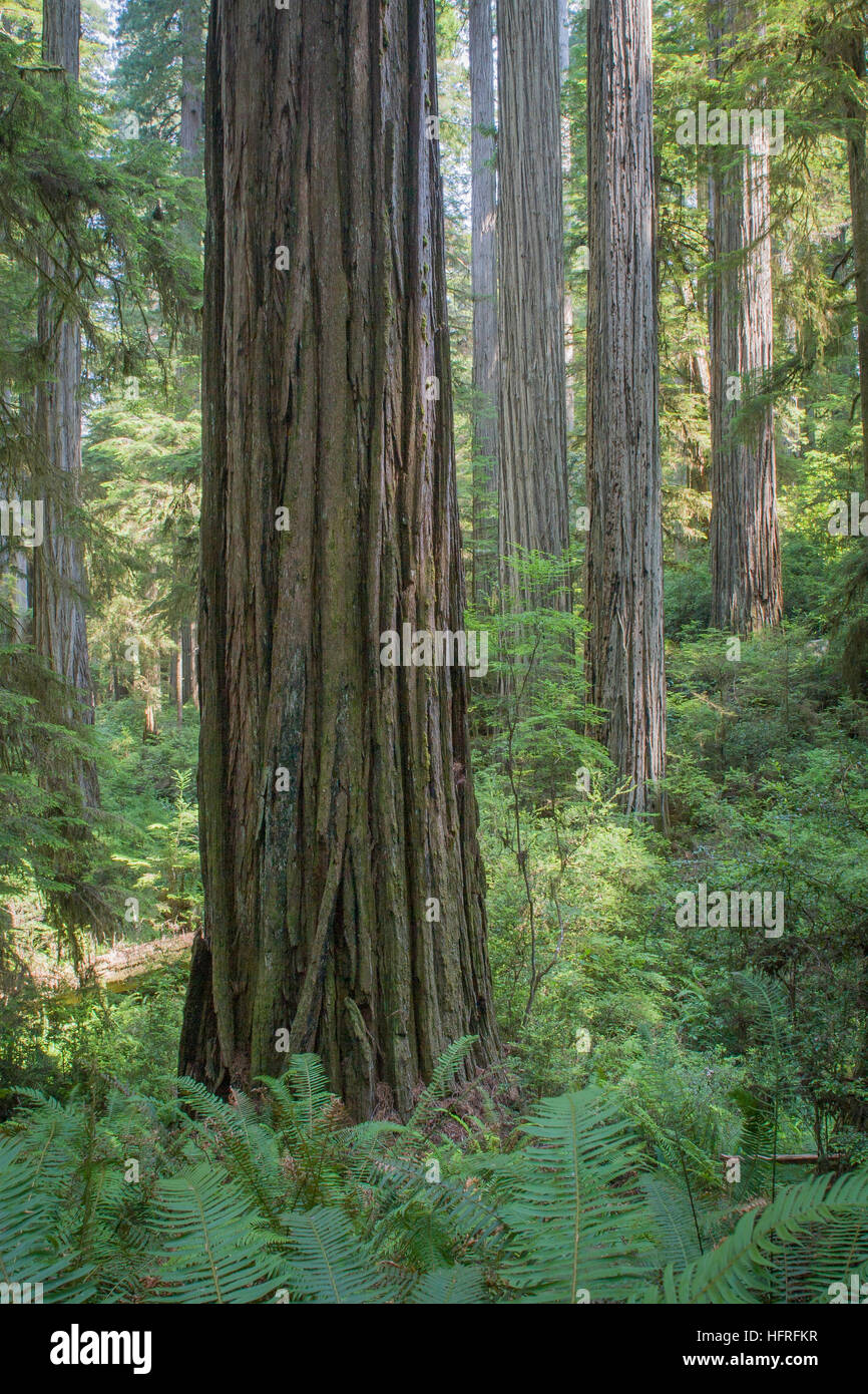 Old growth redwoods hi-res stock photography and images - Alamy