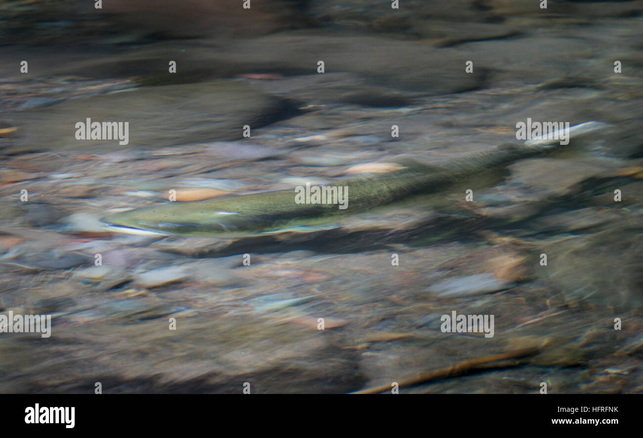 Salmon returning to its natal streambed to spawn. Oregon, USA Stock ...