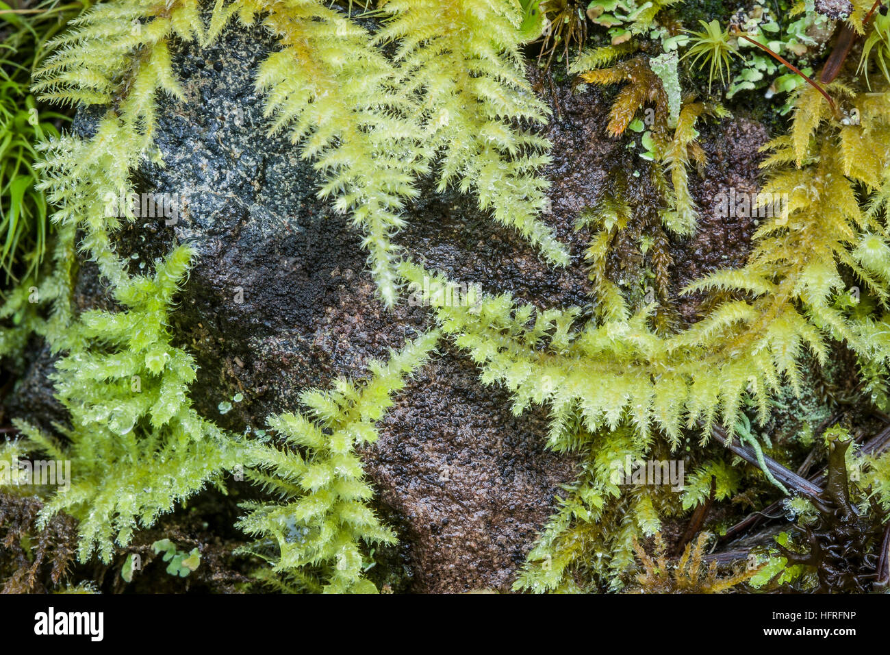 Spiral pattern of moss Stock Photo - Alamy