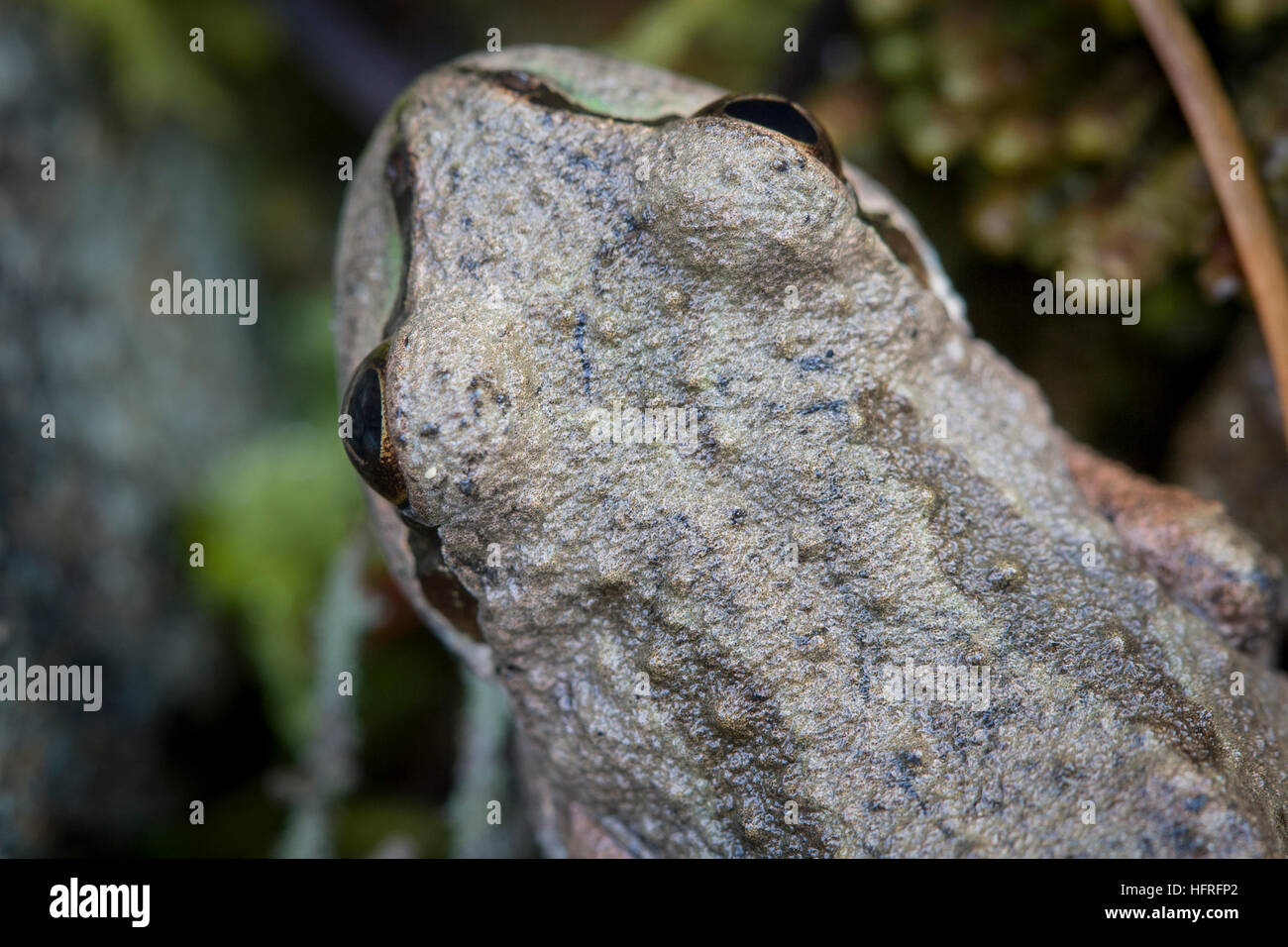 Top view frog hi-res stock photography and images - Alamy