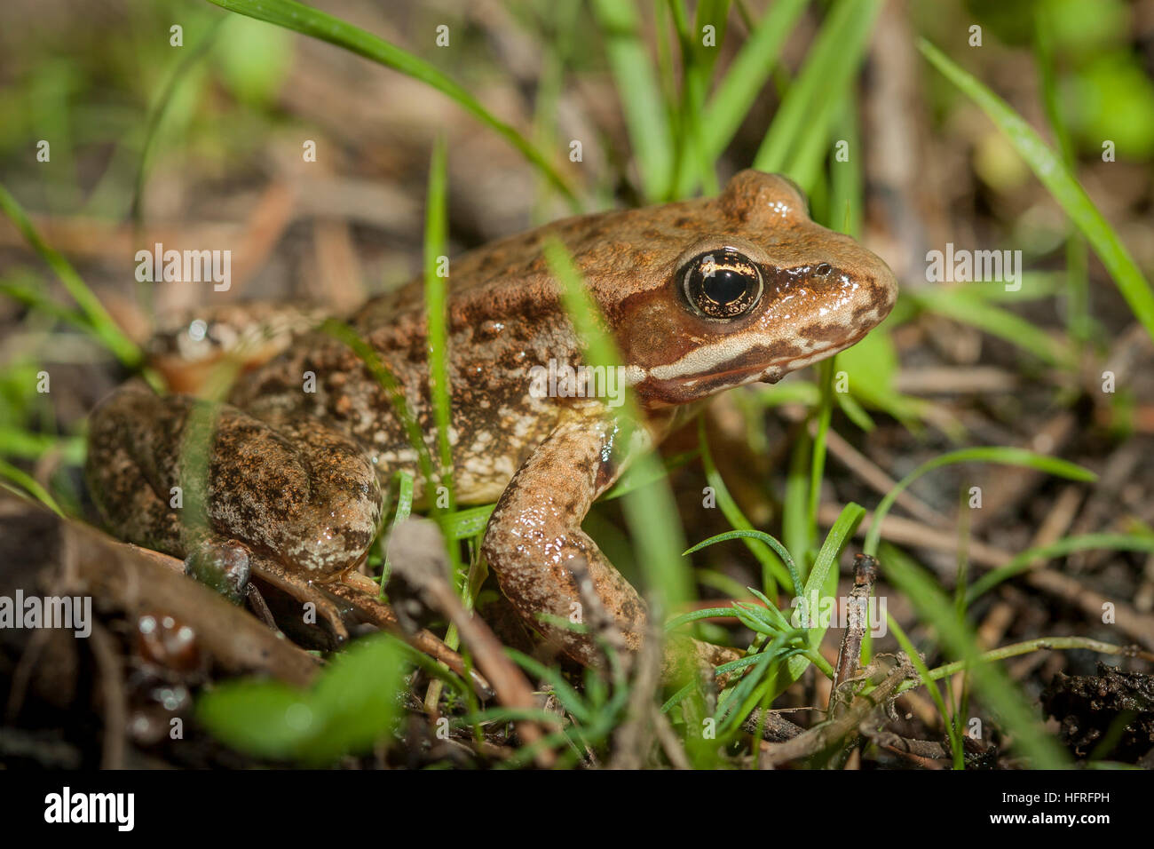 Cascades frog (Rana cascadae Stock Photo - Alamy