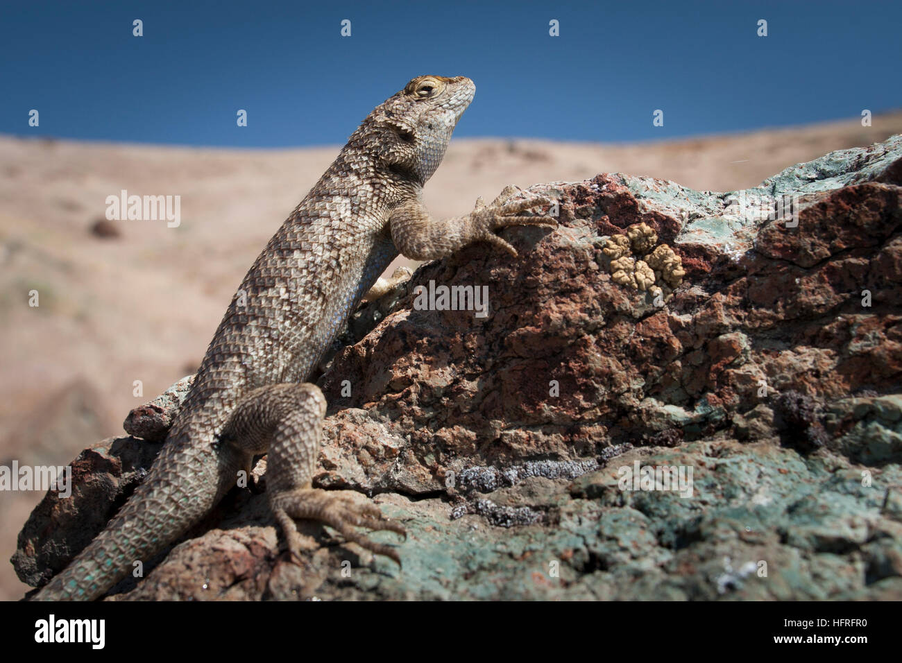 Lizard basking in sun hi-res stock photography and images - Alamy